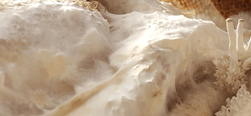 mycelium pinning | Simology